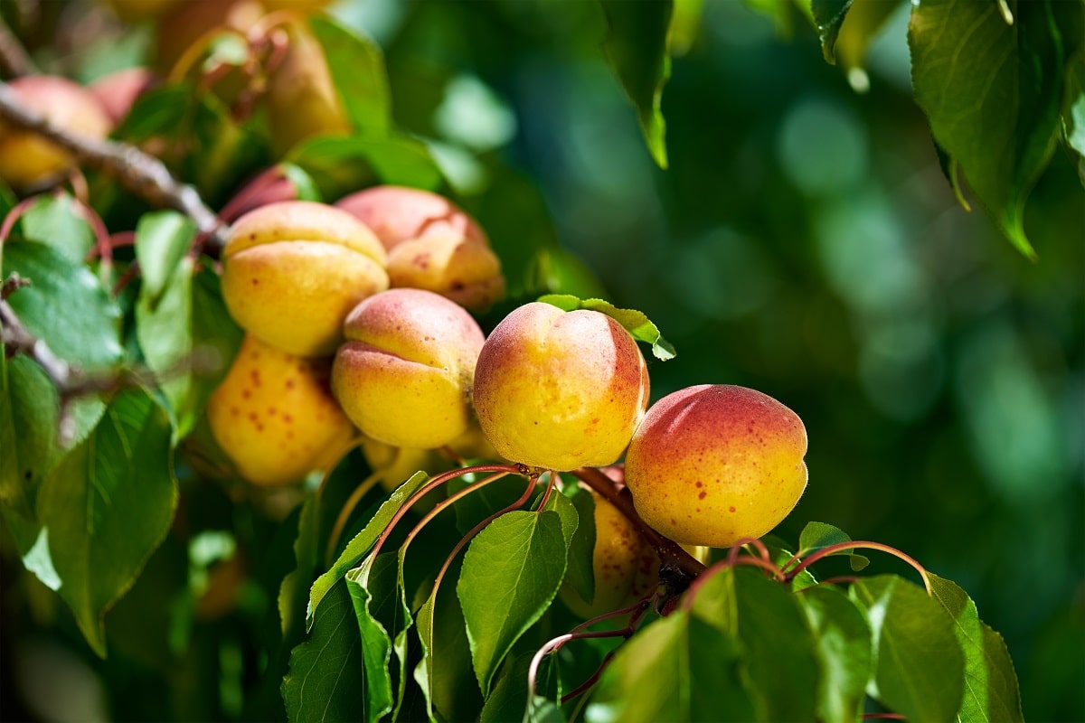 Les arbres fruitiers à planter en juillet pour transformer votre jardin ...