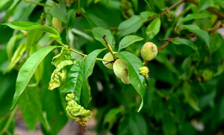 La cloque du pêcher : cette astuce simplissime et gratuite à appliquer ...