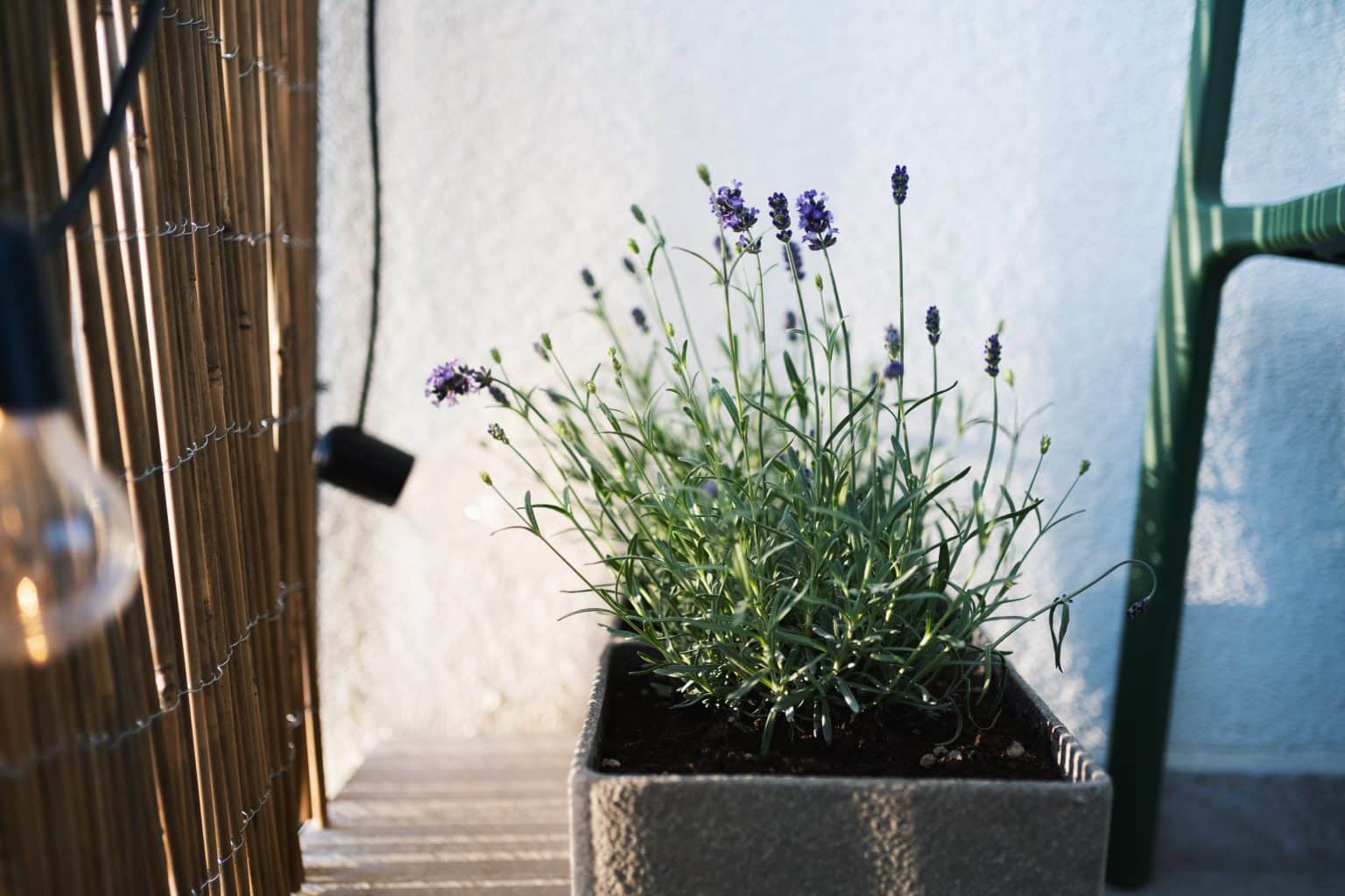 5 plantes résistantes à la sécheresse pour verdir son balcon cet été