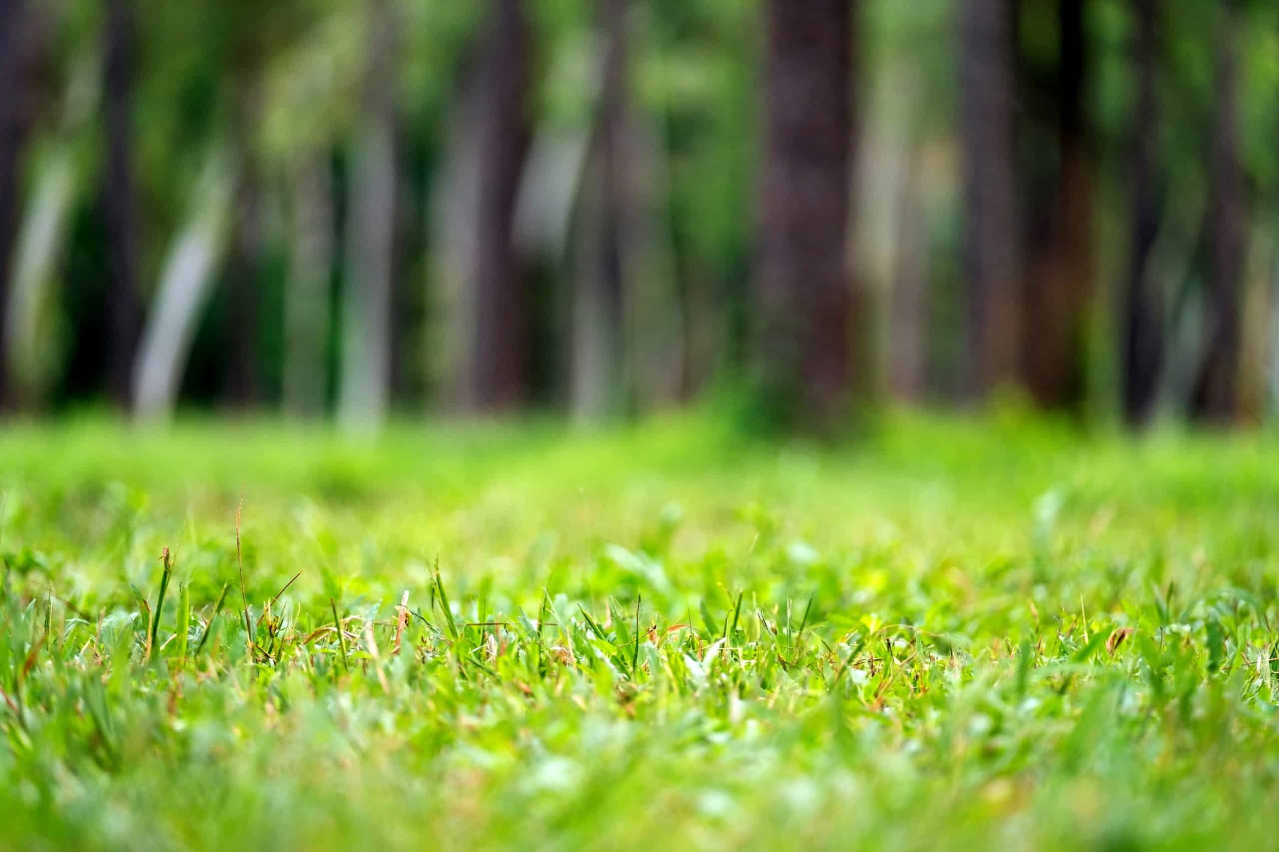 Comment faire pousser de la pelouse plus vite ? Le pique-nique est ...