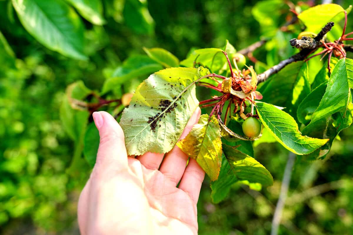Ce que ma mère m'a appris pour se débarrasser naturellement des ...