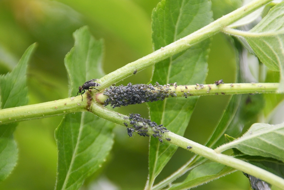 Gagnez la bataille contre les pucerons ! 5 astuces naturelles pour ...