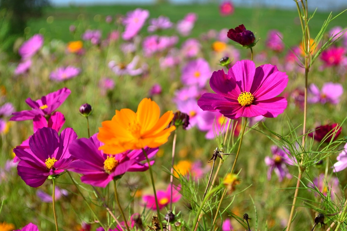 Faut-il toujours planter les cosmos serrés