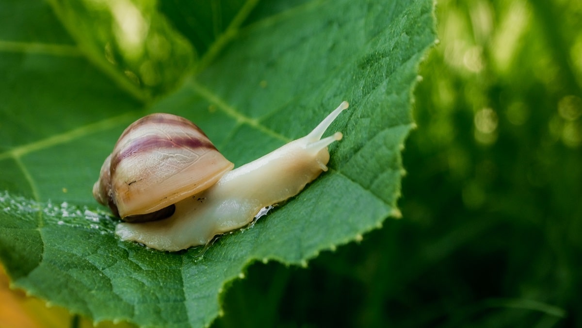 Les parasites les plus fréquents qui attaquent les légumes en juillet ...