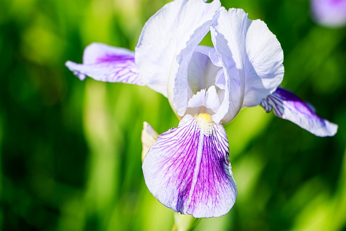 Un jardin d'iris éternel : maîtrisez la technique de division des ...