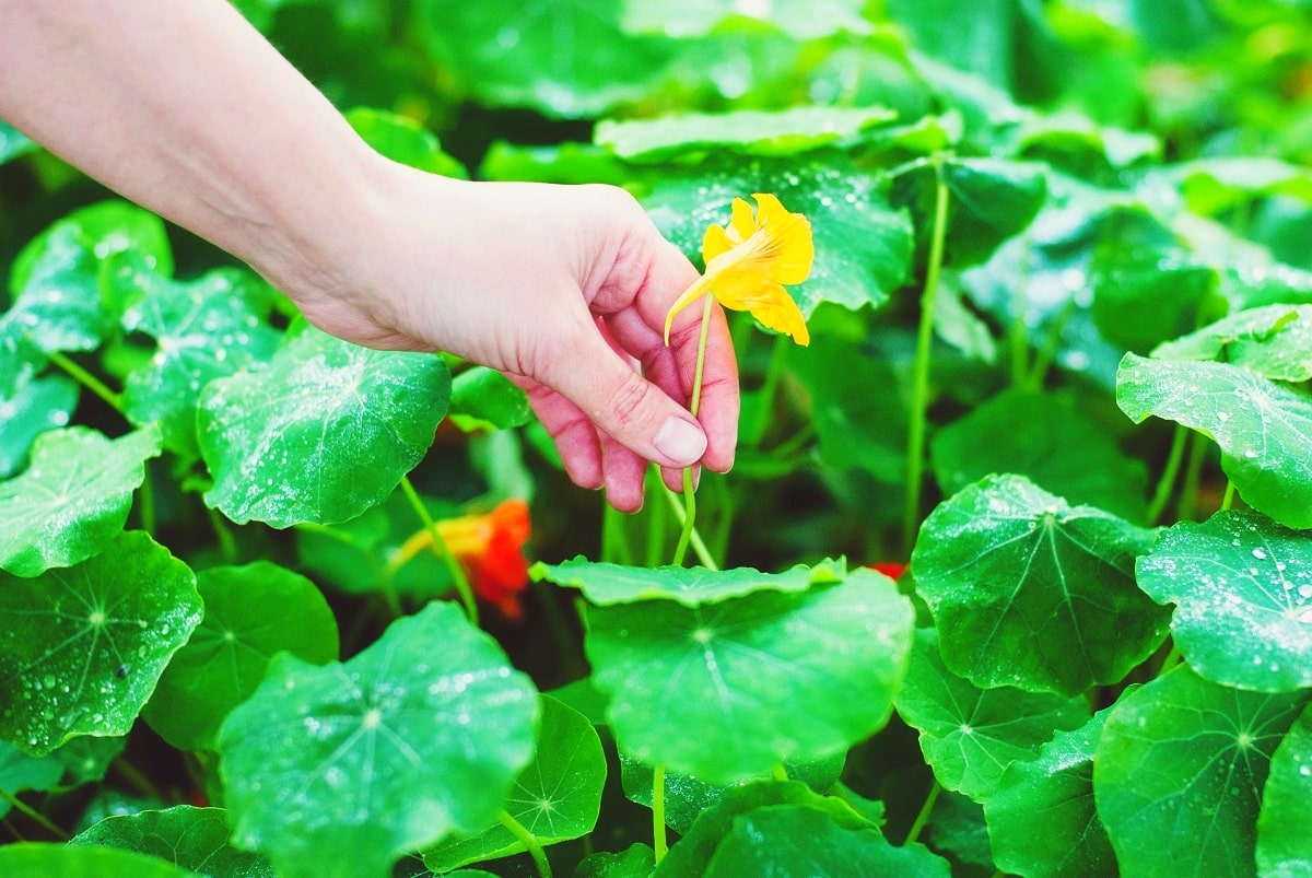Le jardin de vos rêves commence avec ces techniques infaillibles pour ...