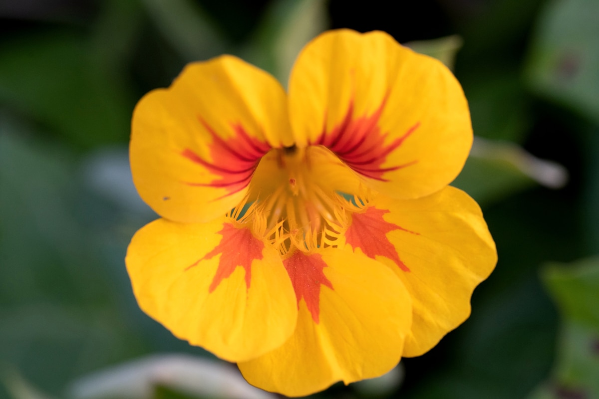 Le jardin de vos rêves commence avec ces techniques infaillibles pour ...
