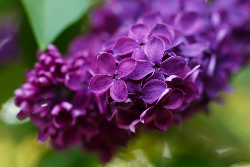 N'attendez plus : Misez sur les lilas en septembre pour une ...