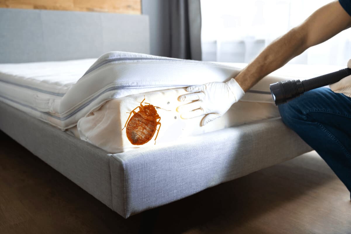 Ces deux signes qui montrent que le meuble d'occasion que vous voulez ...