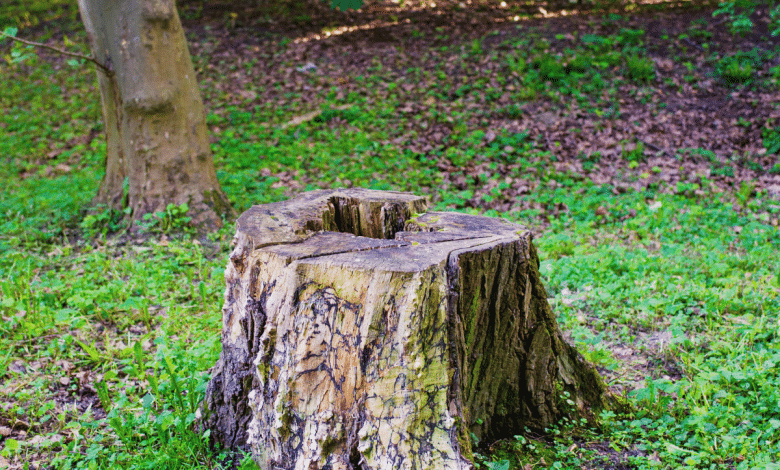 3 Astuces hyper simples pour supprimer naturellement les racines d'un ...