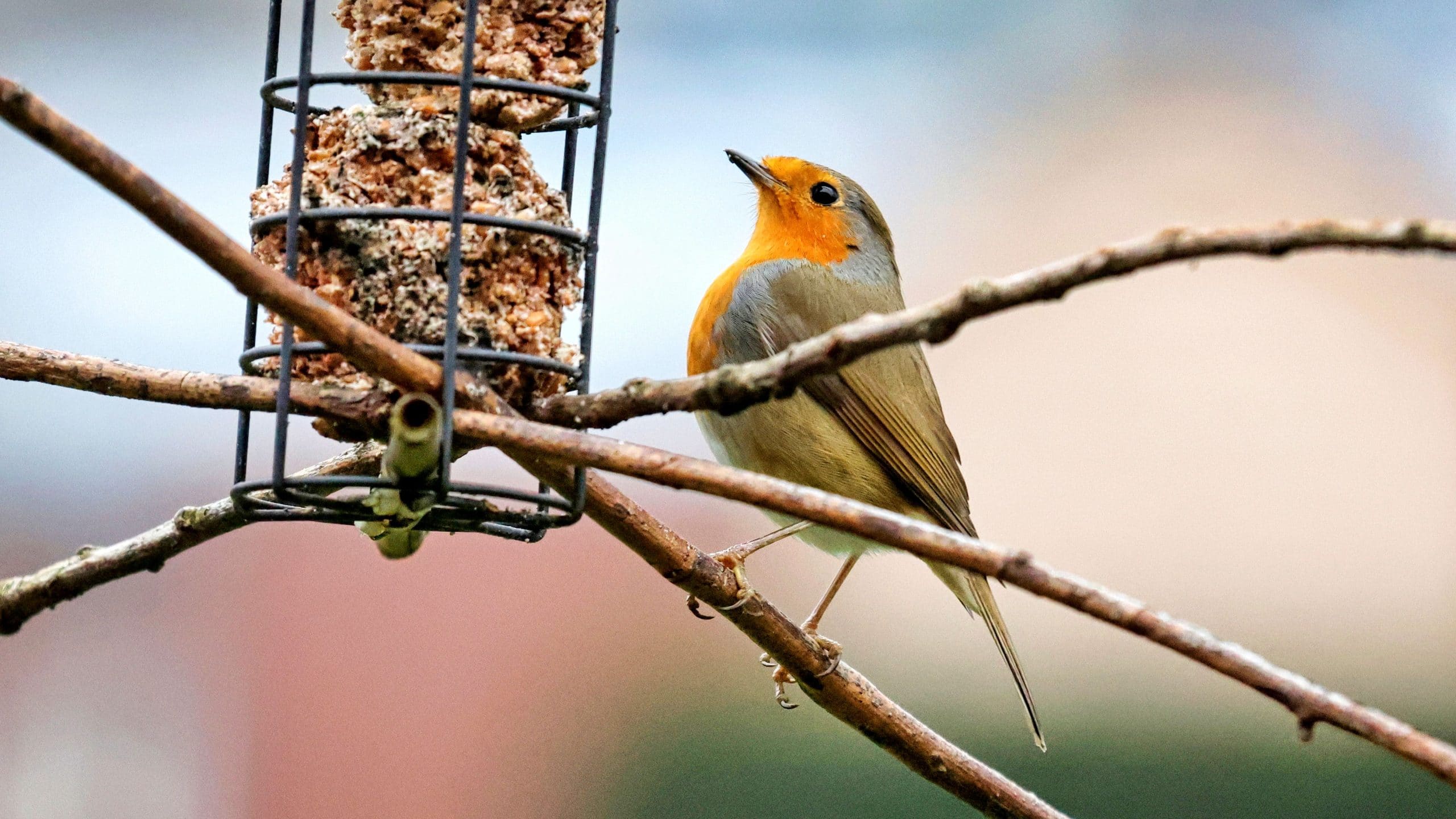 Comment attirer un rouge-gorge dans votre jardin pour émerveiller vos ...