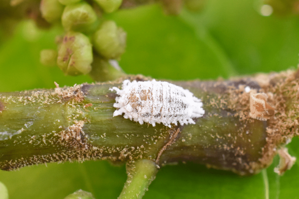 Cochenilles des agrumes : Ces signes alarmants à surveiller et ...