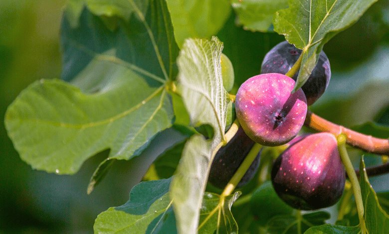 Voici l'engrais naturel idéal pour nourrir votre figuier pour une ...