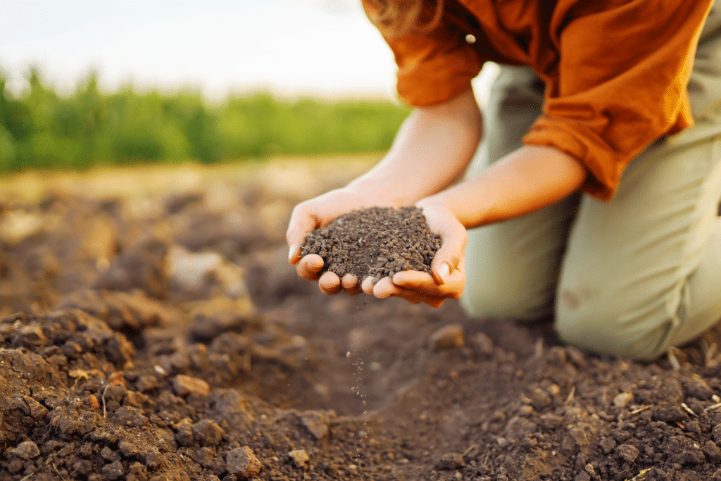 Voici les 6 types de plantes qui réagissent mal au compost : ne les ...