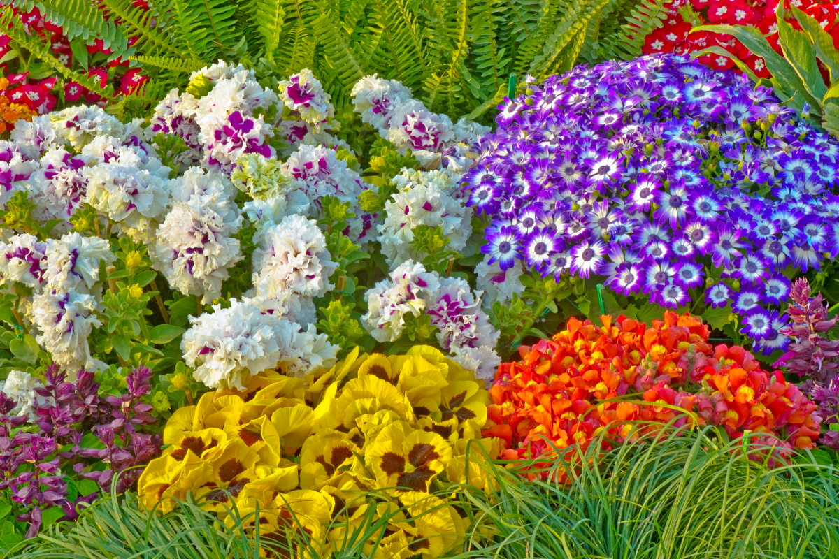 Notre top 15 des fleurs les plus colorées pour votre jardin cet été