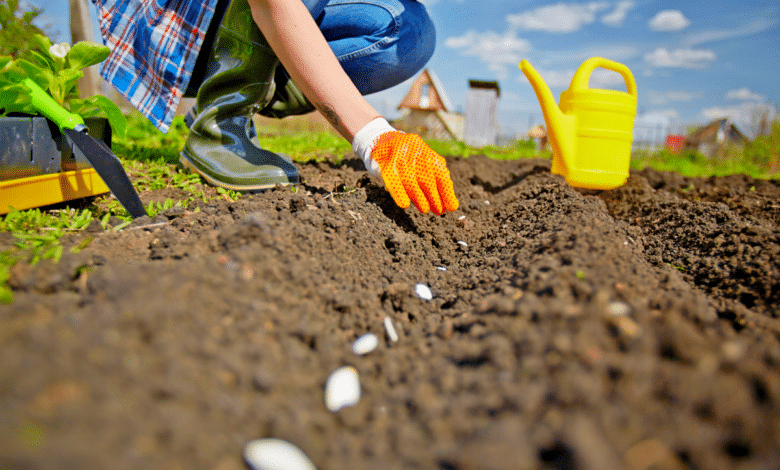 Les 17 fruits et légumes que l'on peut semer en février (s'il ne gèle pas)
