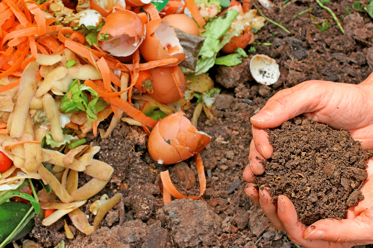 Comment savoir si le compost est prêt à être utilisé comme engrais dans ...