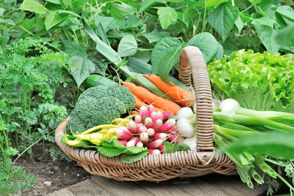 Potager intelligent : Voici les 24 légumes à associer et à éloigner
