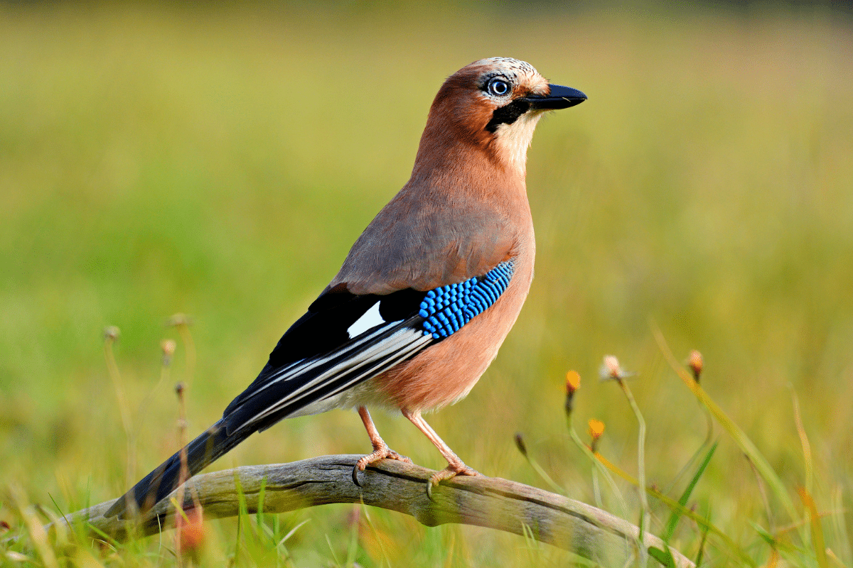 Est-ce que Le Geai des chênes est-il un oiseau nuisible
