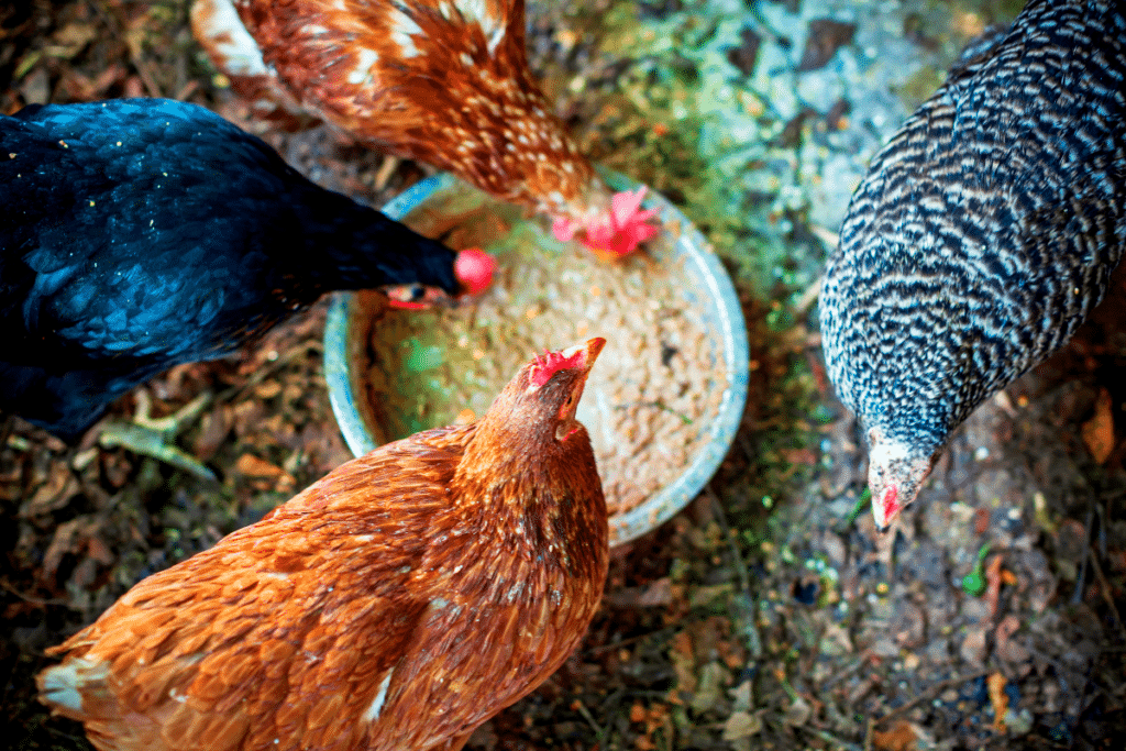 Faut-il changer l'alimentation de vos poules avec l'arrivée du printemps