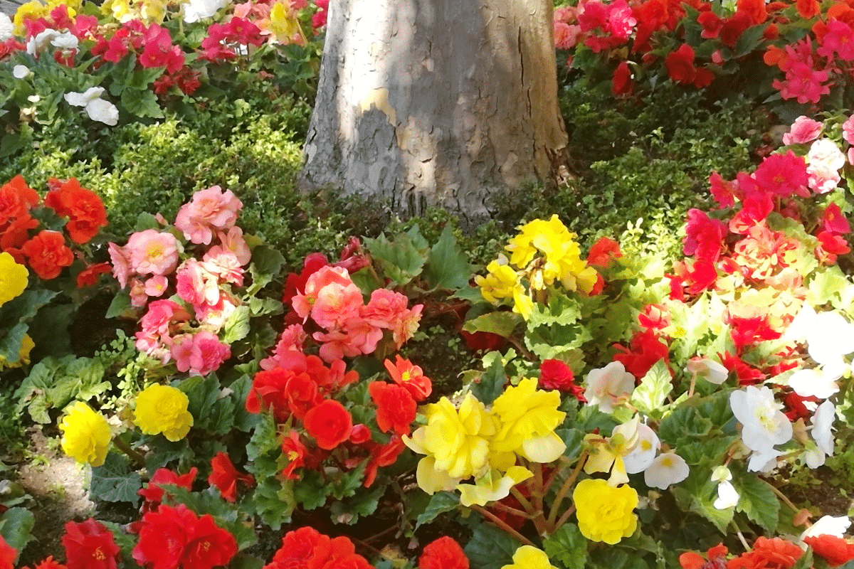 Voici les 12 plantes à placer à côté de votre arbre fruitier pour ...