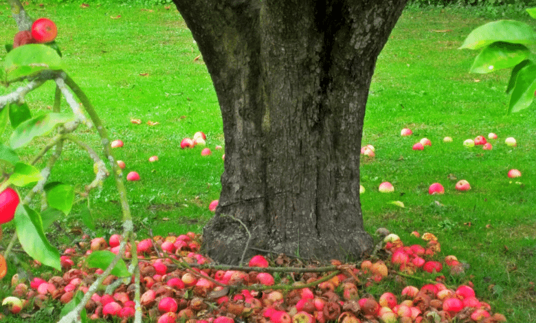 Les plantes à semer dès maintenant au pied du pommier pour une récolte ...