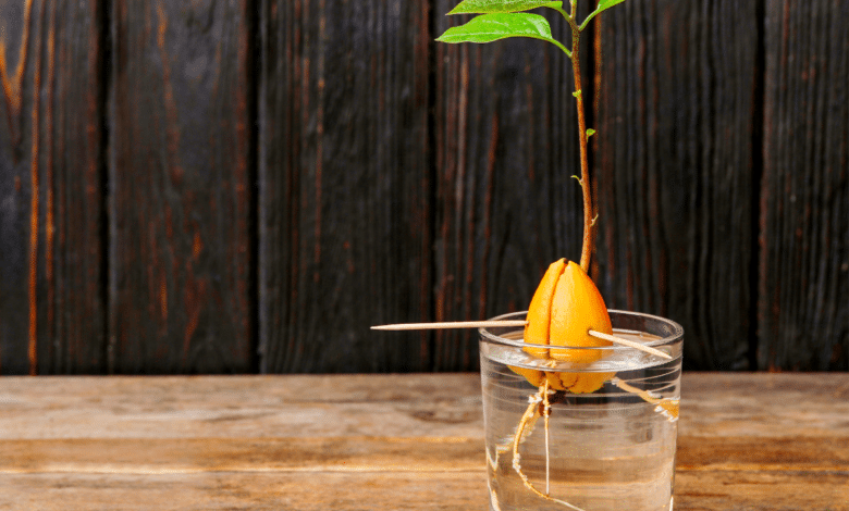 Comment faire germer un avocat facilement à partir de son noyau
