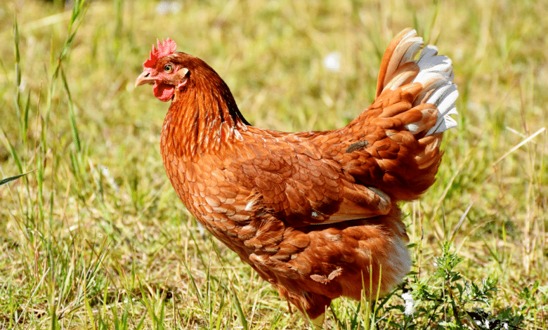 Nos solutions efficaces pour éliminer les poux de poules de manière ...