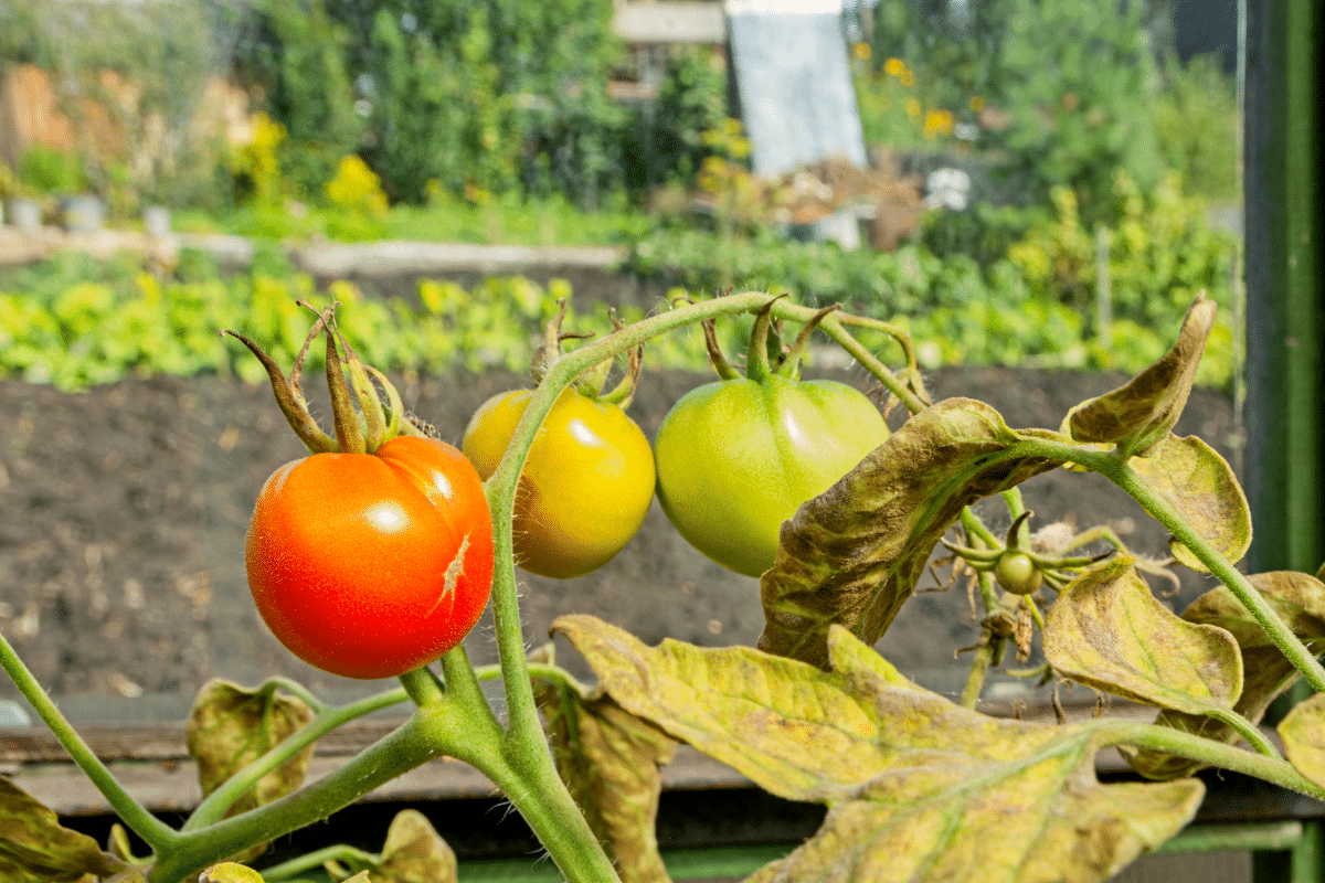 10 variétés de tomates robustes face au mildiou à privilégier