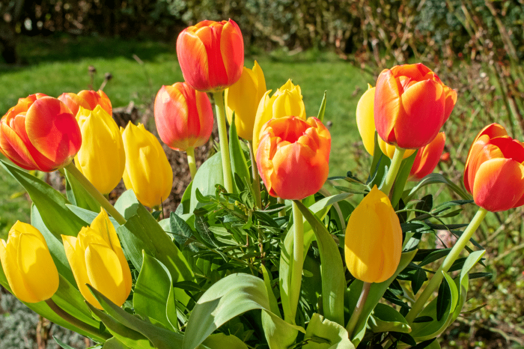 Depuis 10 ans, je fais cela sur mes tulipes avant fin avril pour ...