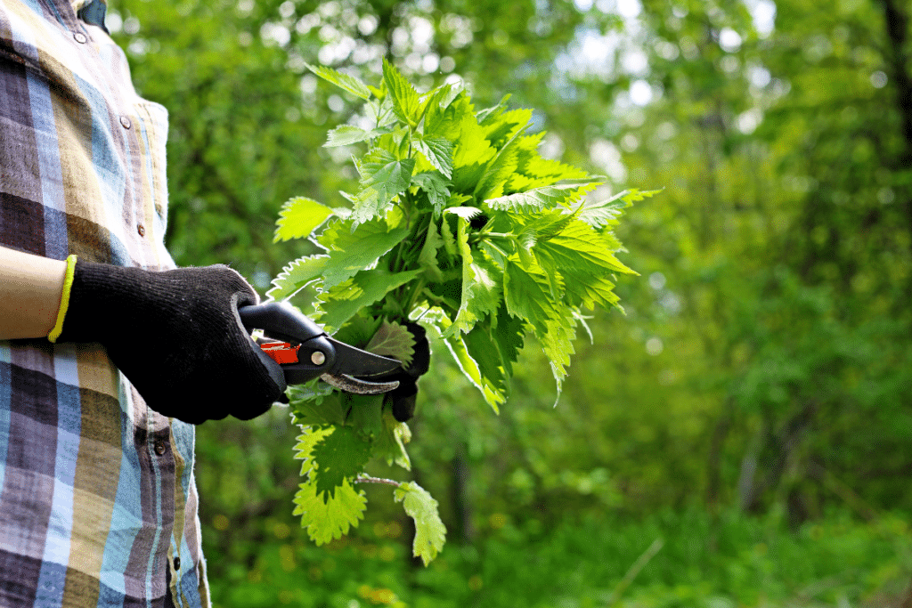 Voici pourquoi l'ortie est-elle la plante miracle de votre jardin