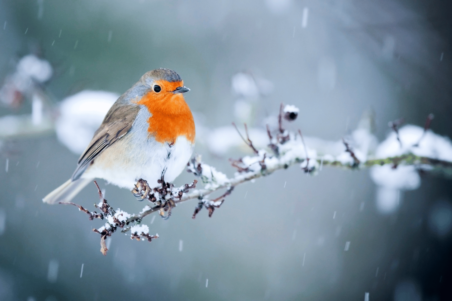 Les rouges-gorges ont besoin de vous cet hiver : Adoptez ces gestes ...