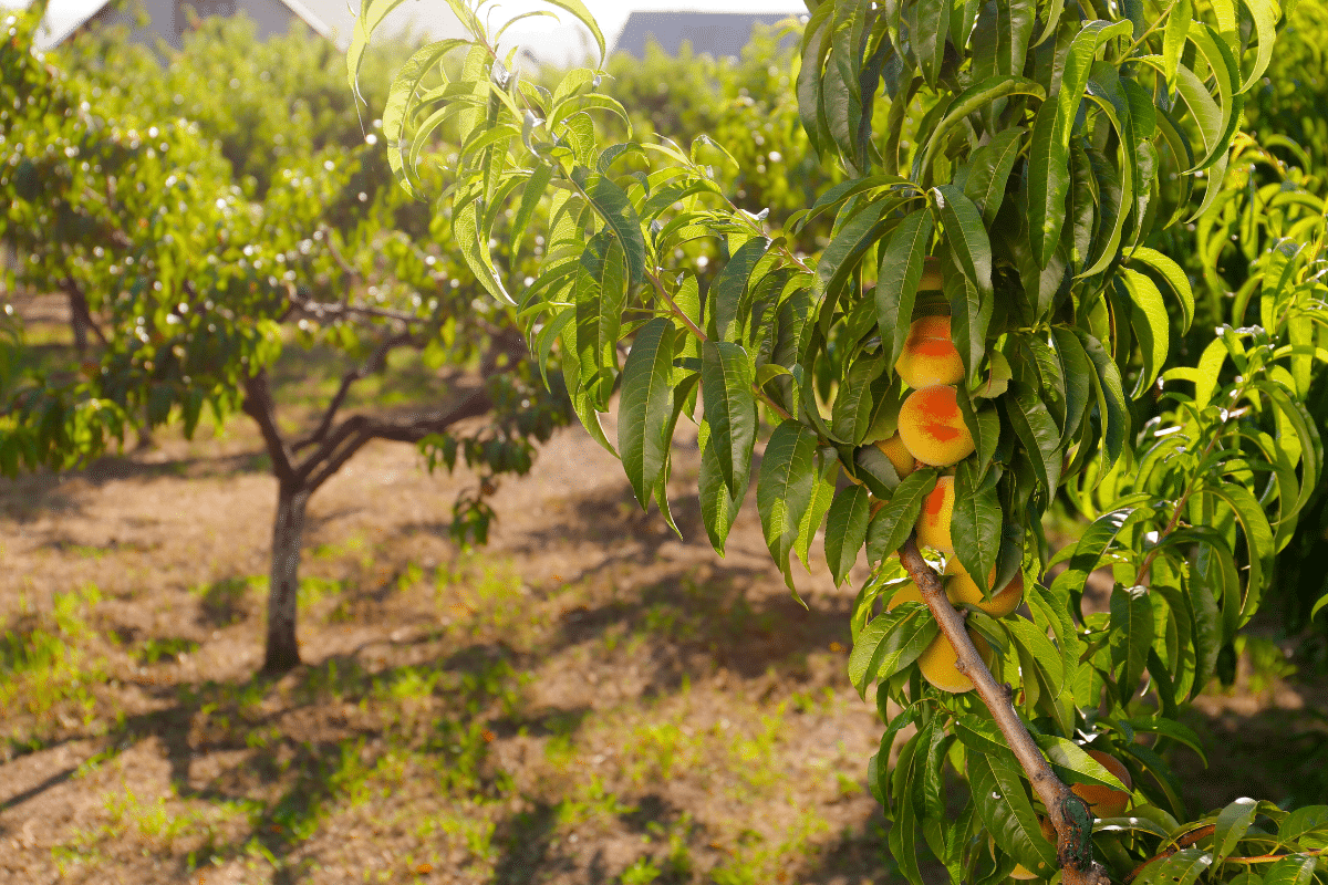 Voici comment réussir la plantation et l’entretien d’un pêcher pour des ...