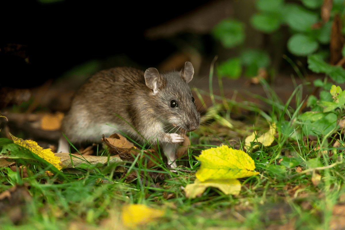 Comment éradiquer efficacement les trous de rats dans votre jardin et ...