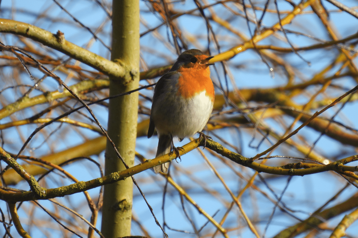 Ce qu'un naturaliste m'a appris pour attirer le rouge-gorge en décembre