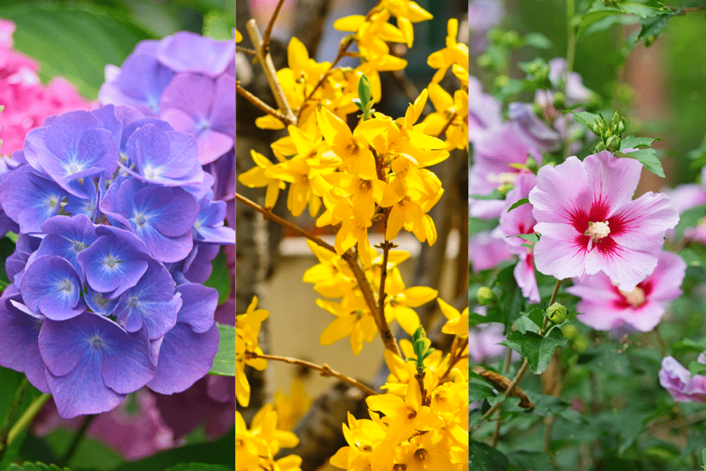 Ces arbustes fleuris qui métamorphosent votre jardin en un festival de ...